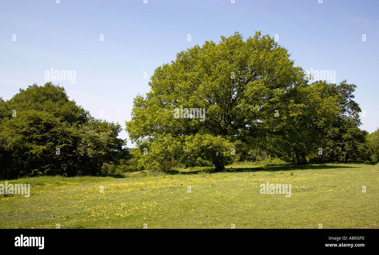 Newlands corner tree hi-res stock photography and images - Alamy