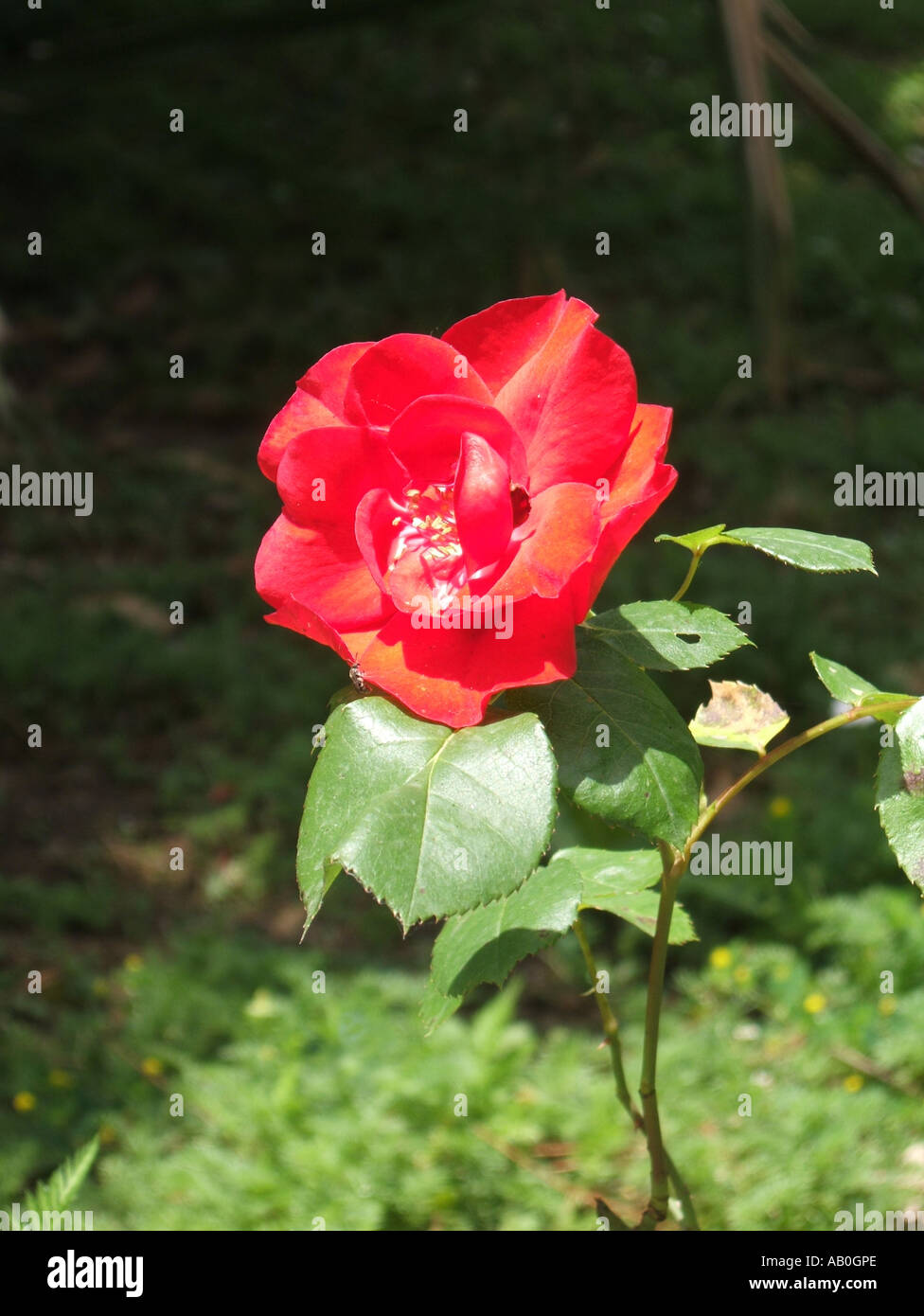 Rose bud like flowers hi-res stock photography and images - Alamy