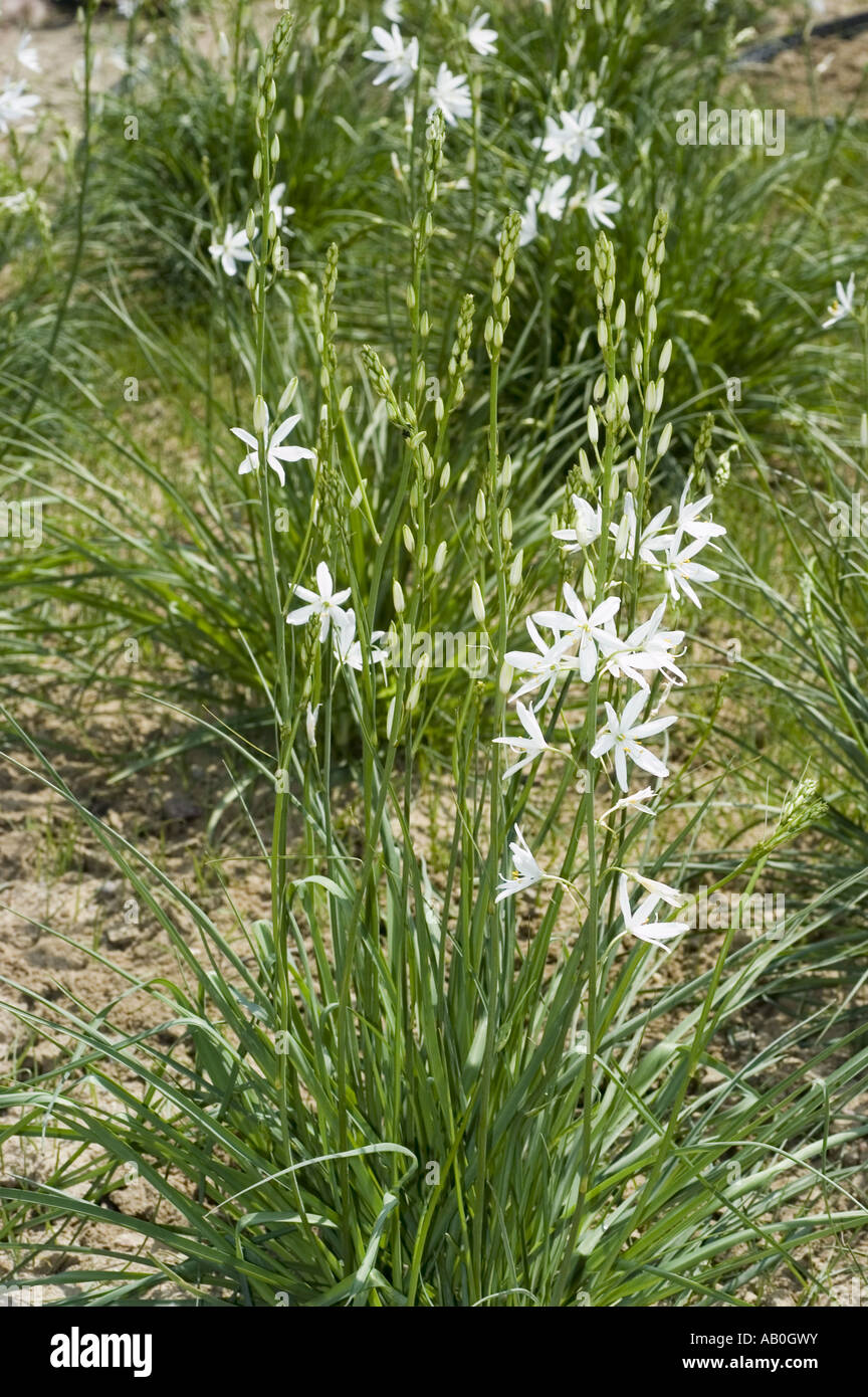 White spring flowers of St. Bernard's Lily - Anthericaceae - Anthericum ...