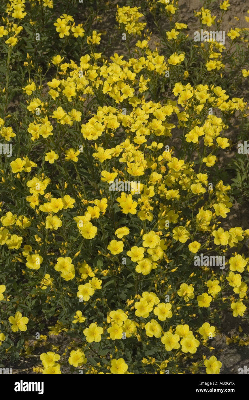 Many yellow spring flowers of Golden Flax - Linum flavum Stock Photo ...