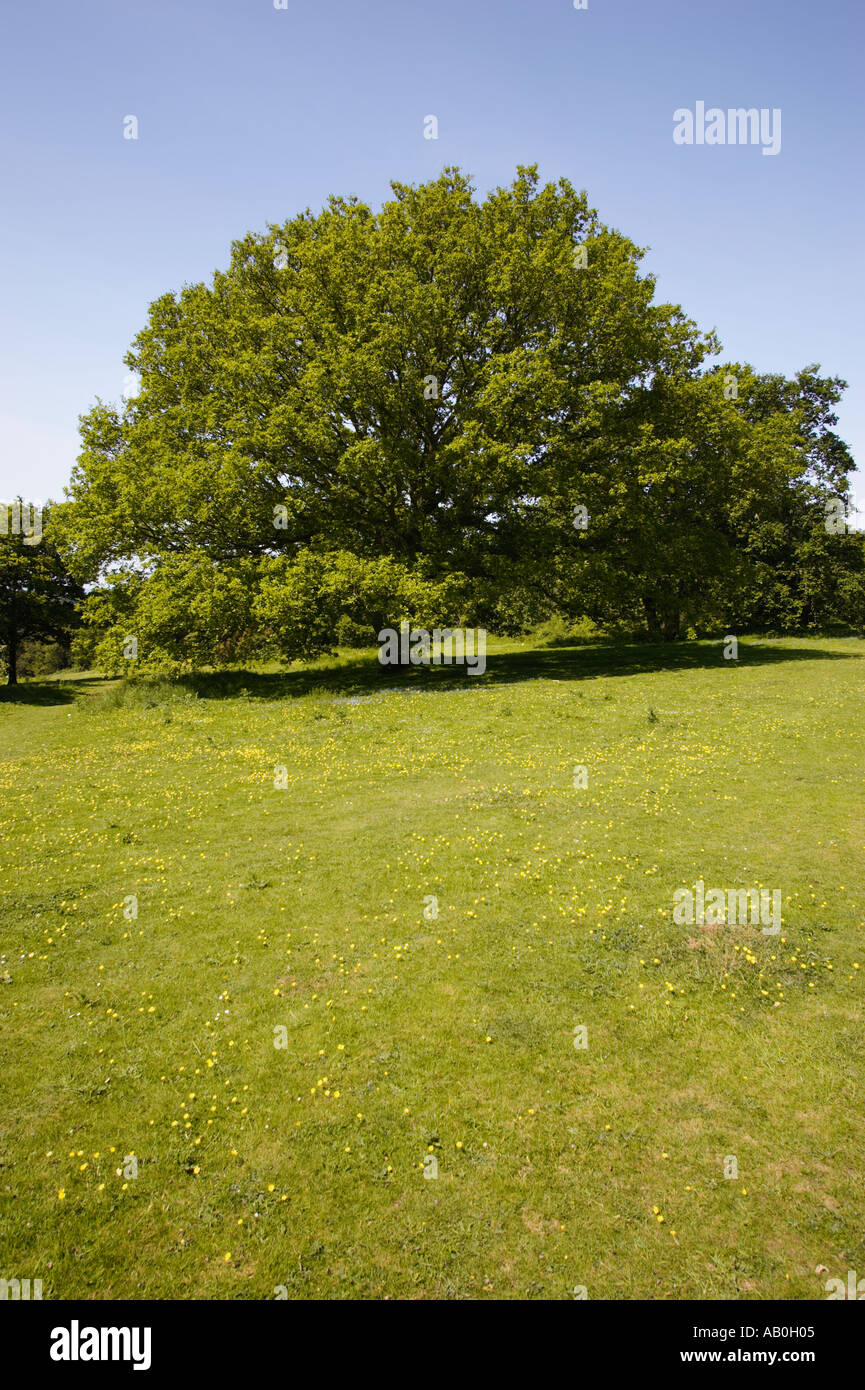 English oak england hi-res stock photography and images - Alamy