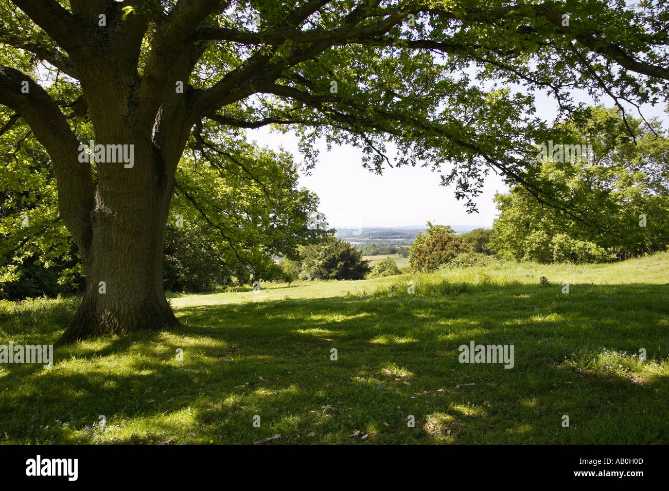 Dappled sunlight on oak tree hi-res stock photography and images - Alamy