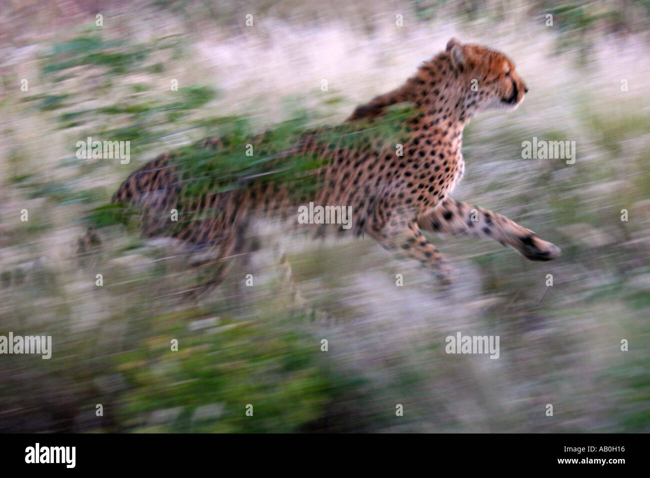 Cheeta running hi-res stock photography and images - Alamy