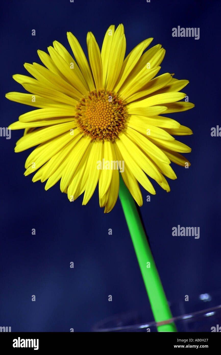 Flower detail contrast hi-res stock photography and images - Alamy