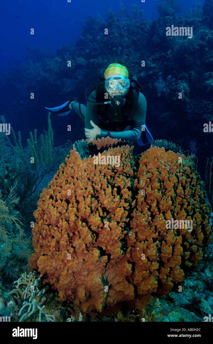 Scuba Diver wearing a bandana and hovering over a barrel sponge on a ...