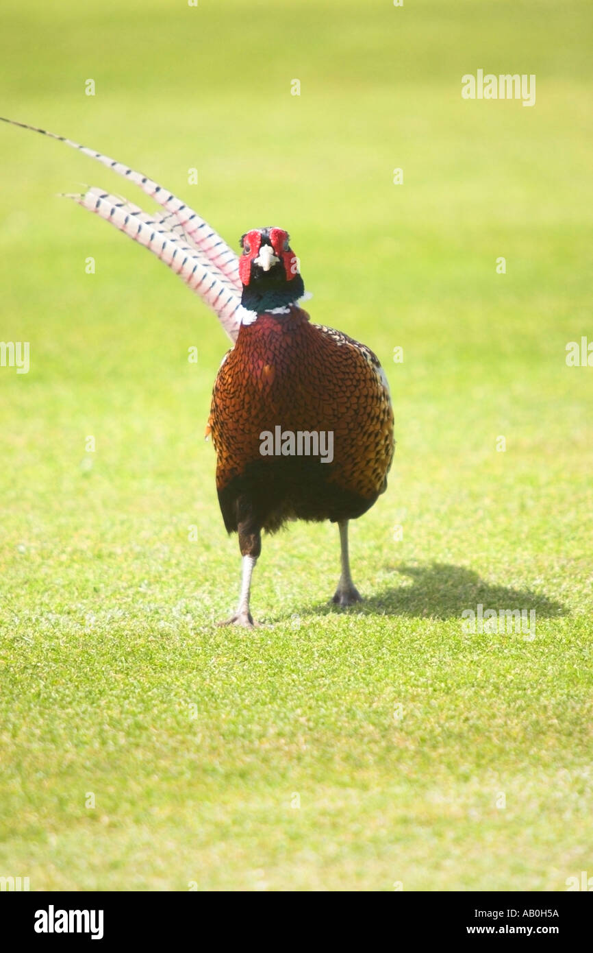 Ring neck pheasant hi-res stock photography and images - Alamy