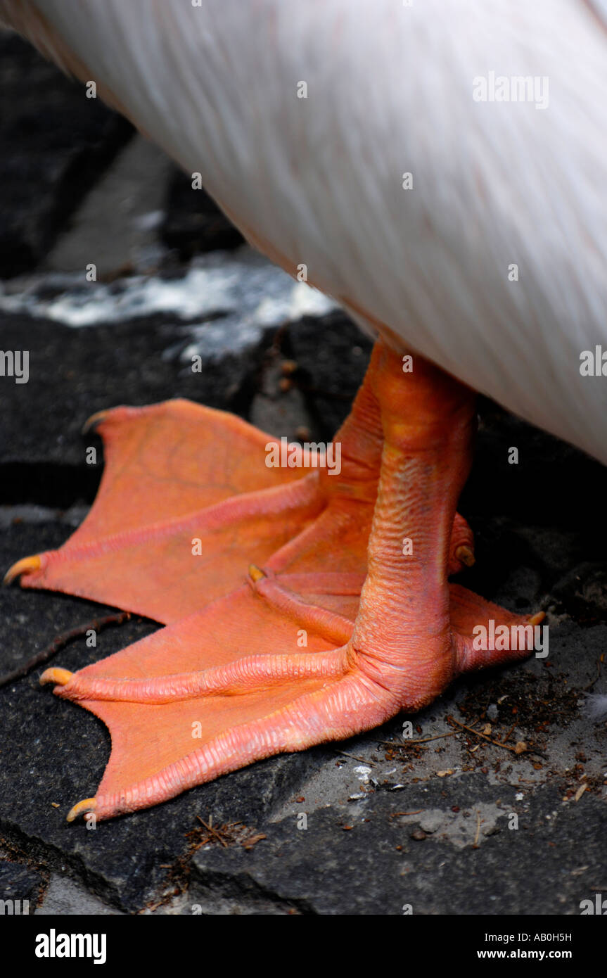 Pelican feet hi-res stock photography and images - Alamy