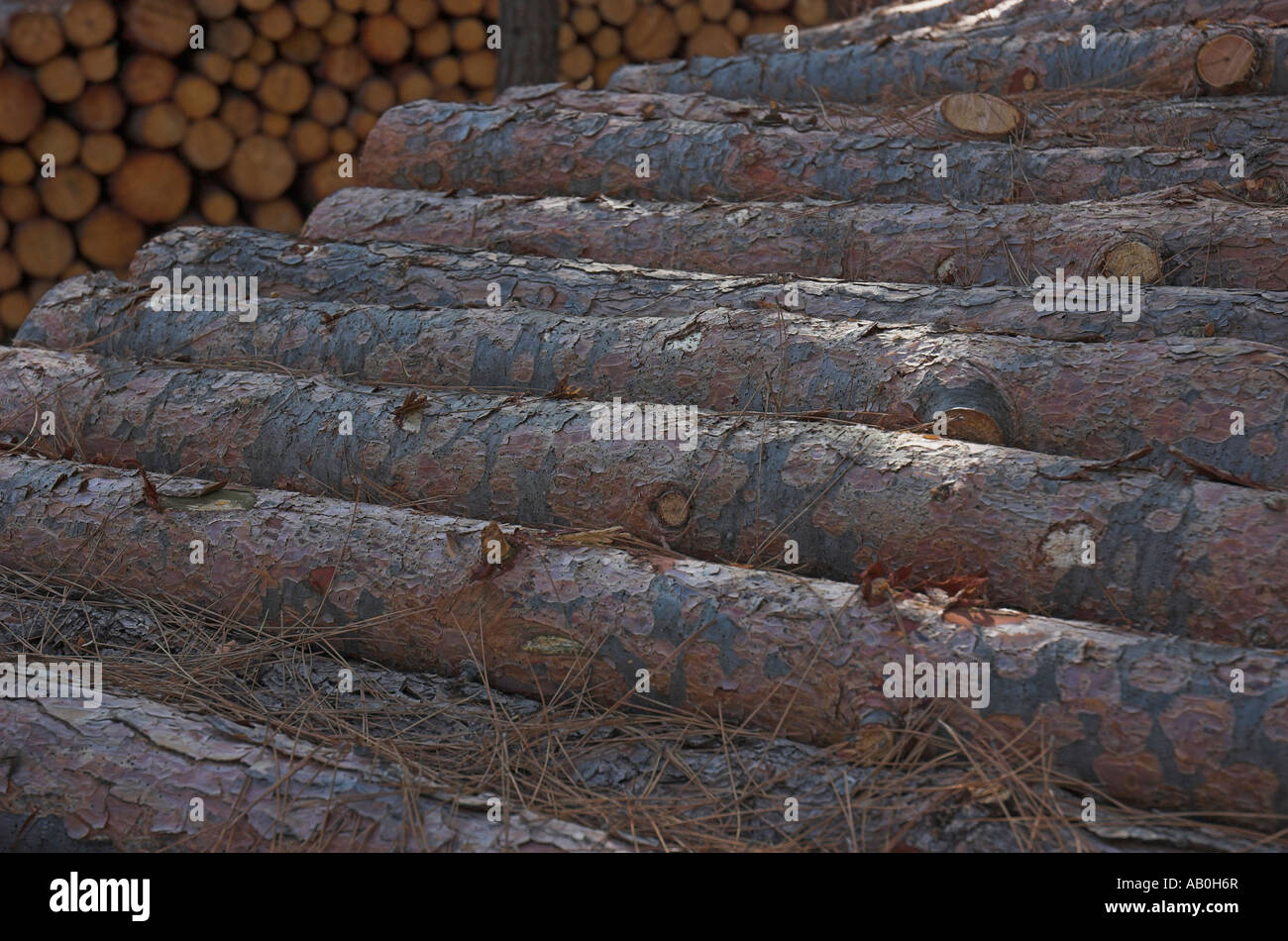 Harvested timber in pine forest Turkey Stock Photo - Alamy