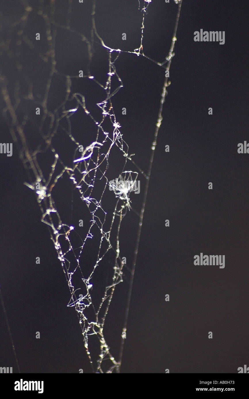 Arachnid craftsmanship hi-res stock photography and images - Alamy