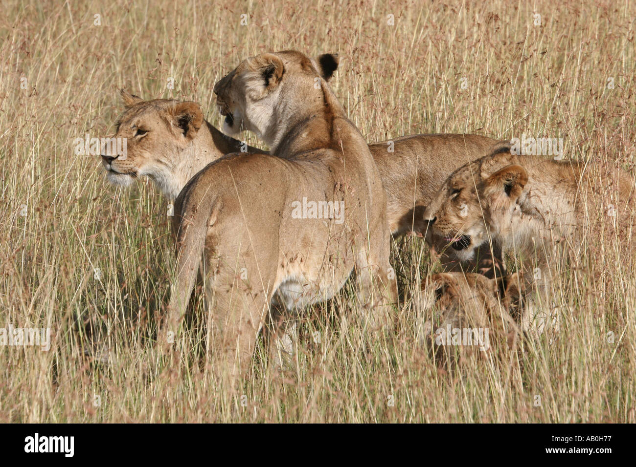 Group of Lions in the Masai Mara Stock Photo - Alamy