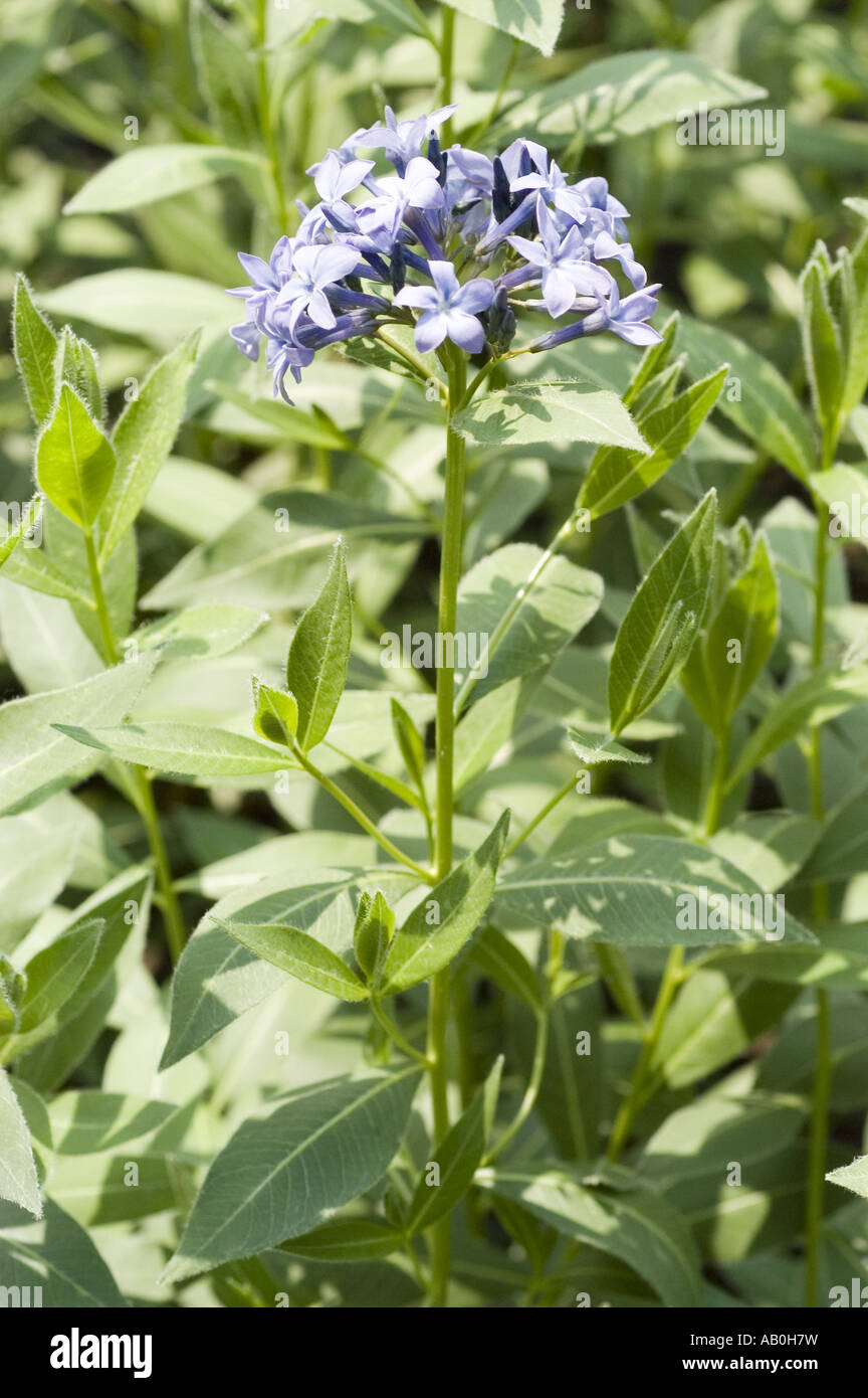 Blue delicate spring flower of Apocynaceae - Rhazya orientalis, Greece ...
