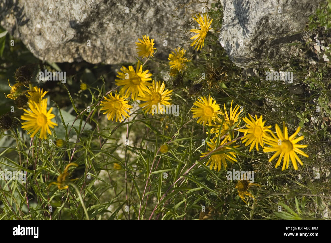 Yellow flowers of sunwheel, yellow ox-eye - Buphthalmum salicifolium ...