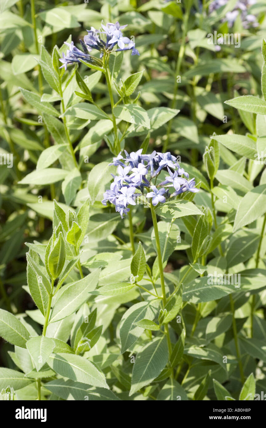 Blue delicate spring flower of Apocynaceae - Rhazya orientalis, Greece ...