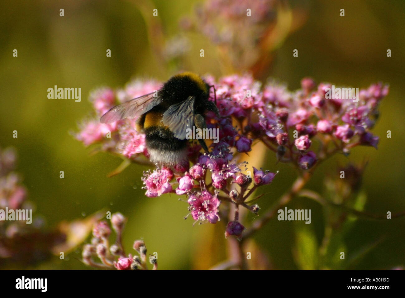 Animal Angiosperm Angiospermae Apidae Apinae Apis Apis Mellifera ...