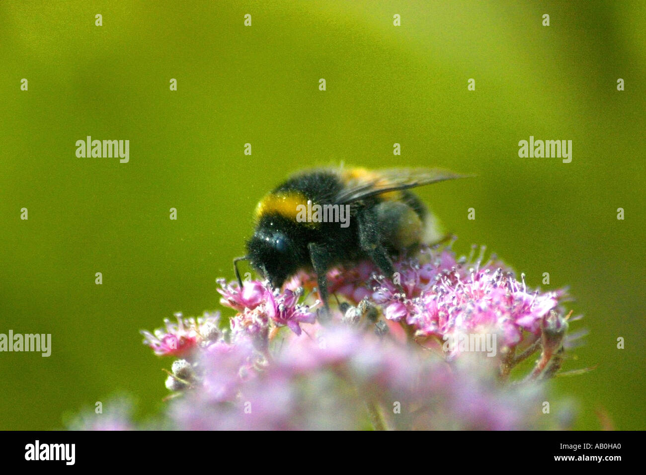 Animal Angiosperm Angiospermae Apidae Apinae Apis Apis Mellifera ...