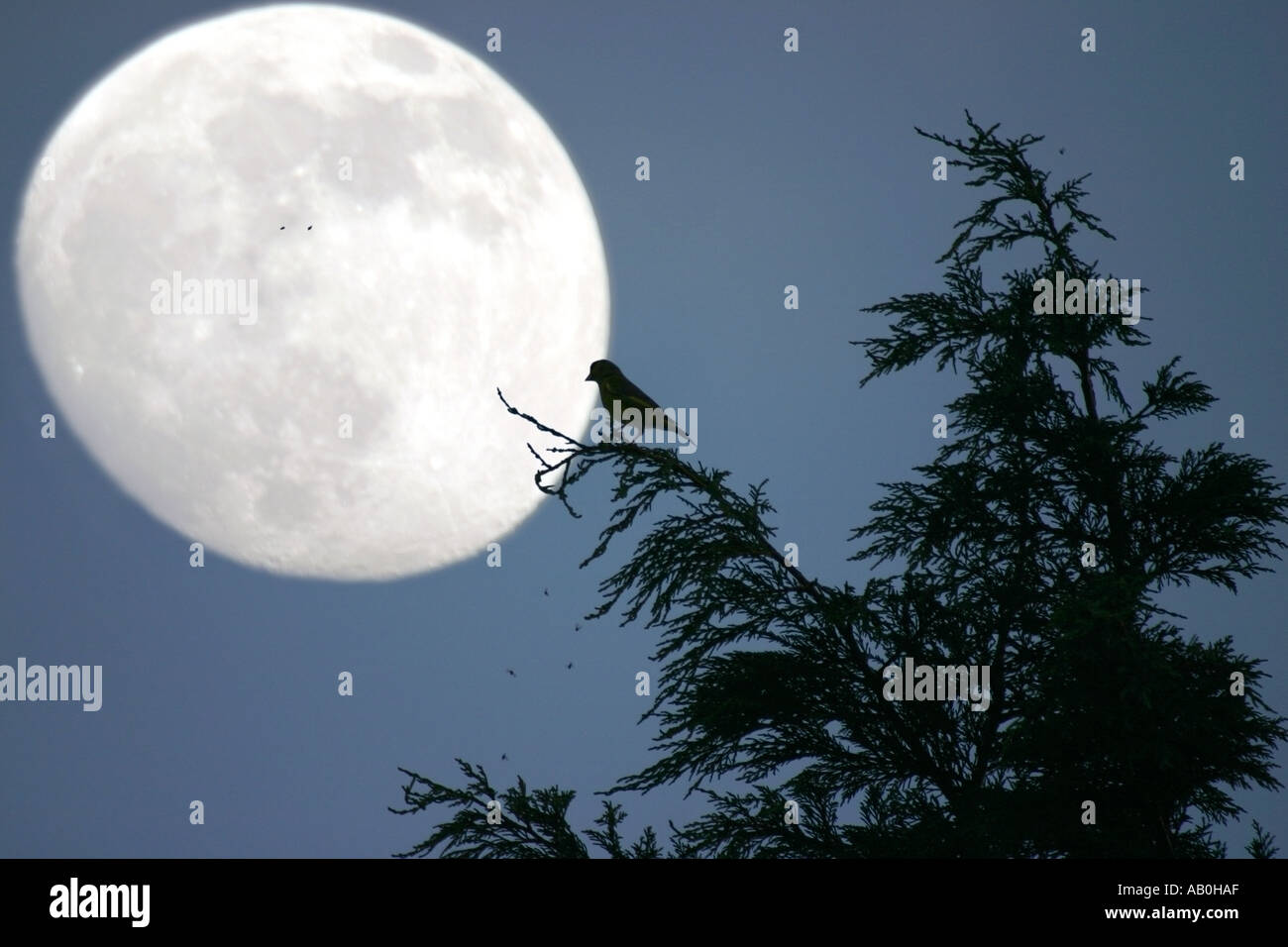 Moon aviary hi-res stock photography and images - Alamy
