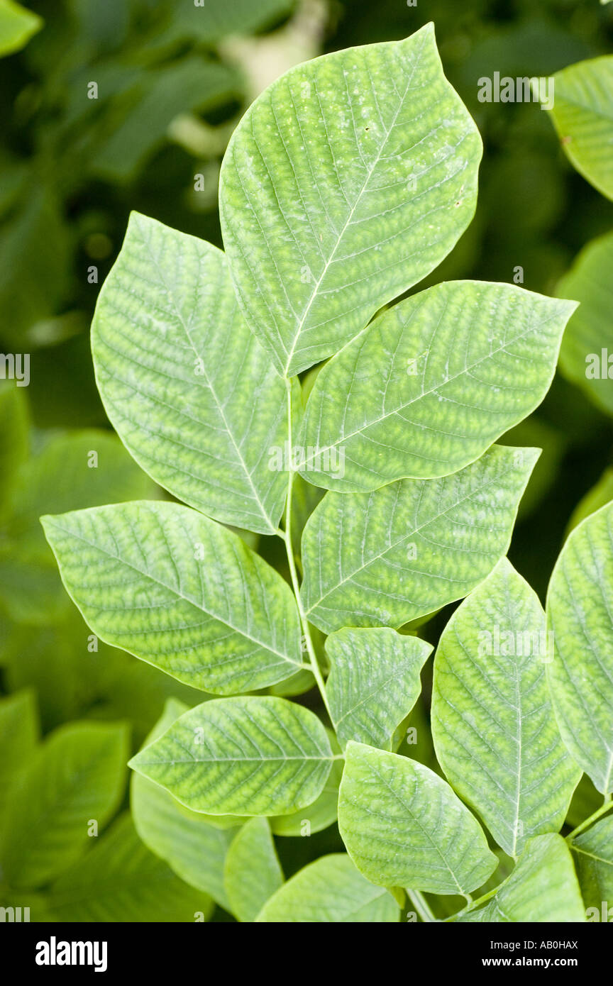 Leaves close up of Kentucky yellowwood - Cladraslis kentukea Stock ...
