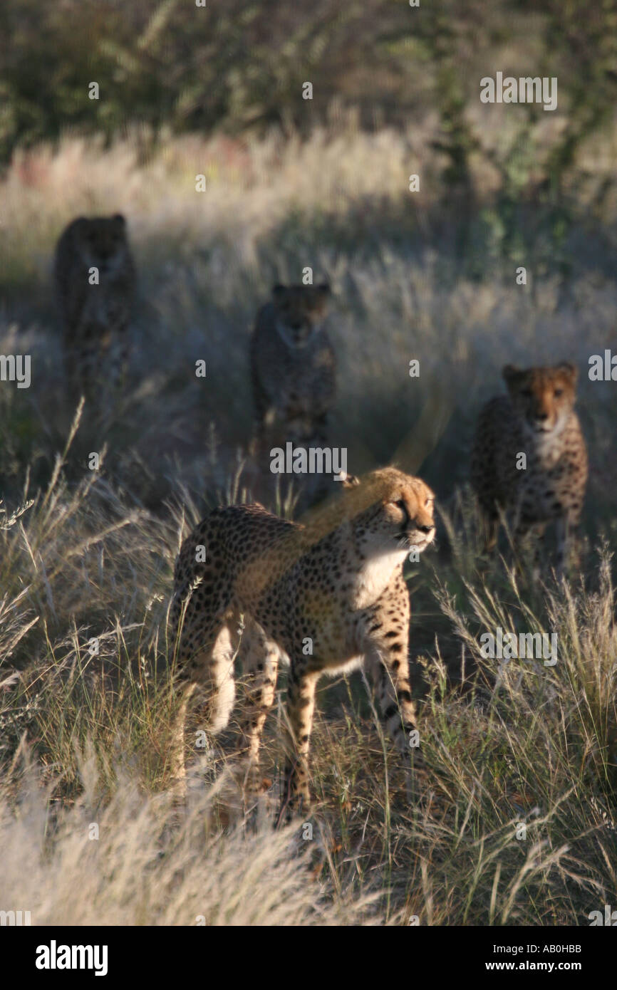 Group of cheetahs hi-res stock photography and images - Alamy