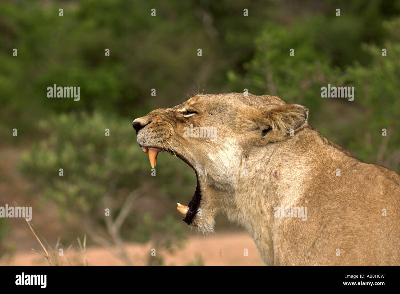 Wild lioness yawning - South Africa Stock Photo - Alamy