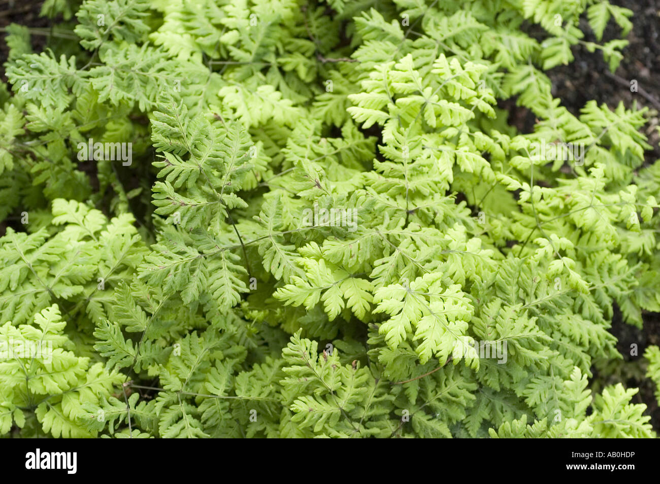 Green fern plant of Western Oak Fern or Oak Fern - Gymnocarpium ...