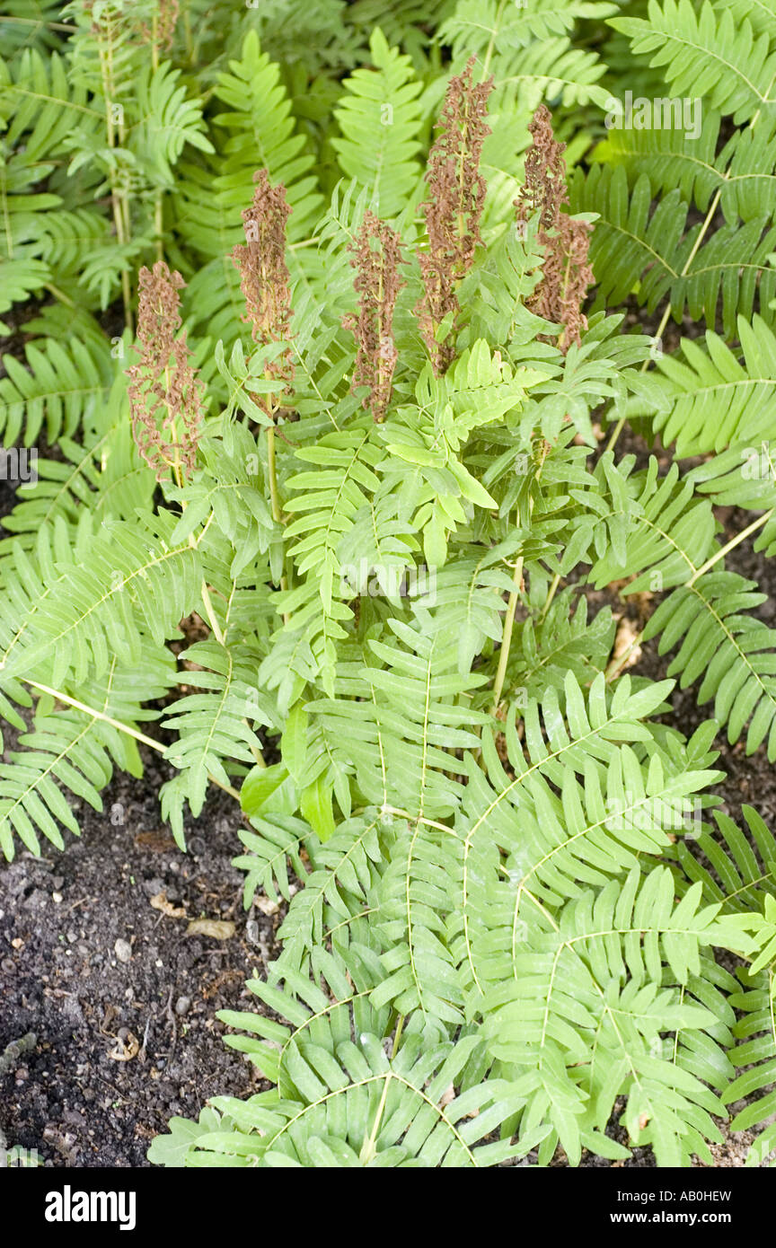 Royal fern - Osmundaceae - Osmunda regalis Stock Photo - Alamy