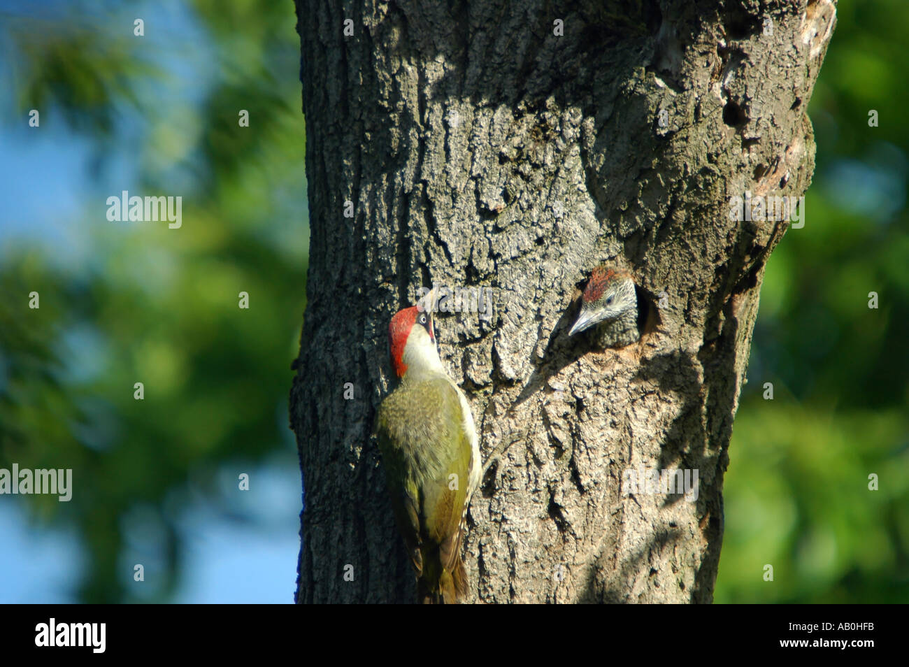 green woodpecker feeding its young Stock Photo - Alamy