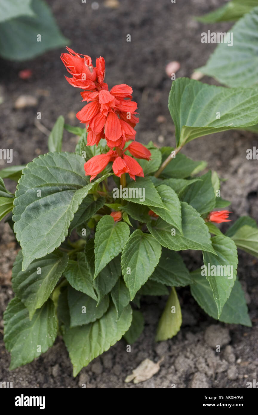 Red spring flowers of scarlet sage - Salvia splendens Stock Photo - Alamy