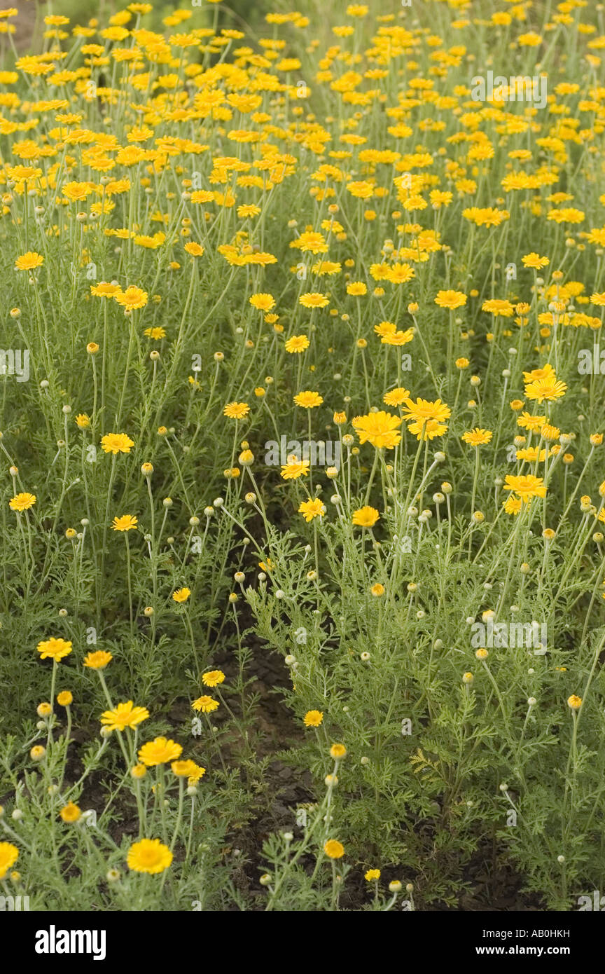 Yellow spring flowers of golden chamomile - Anthemis tinctoria Stock ...
