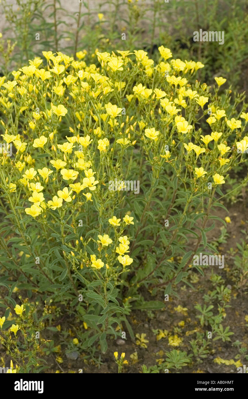 Yellow spring flowers of golden flax - Linum flavum Stock Photo - Alamy