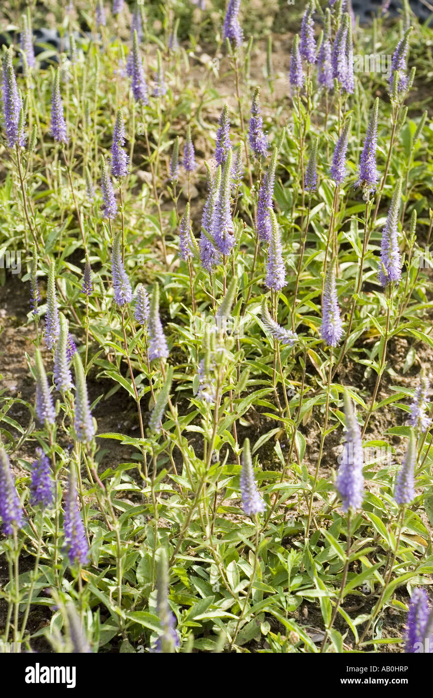 Blue flowers spike speedwell veronica hi-res stock photography and ...