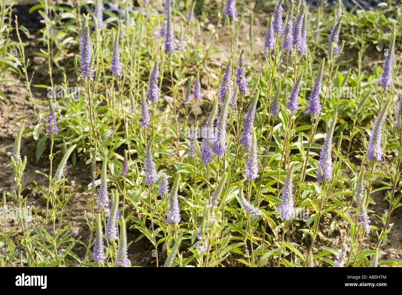 Blue spring flowers of spike speedwell - Scrophulariaceae - Veronica ...
