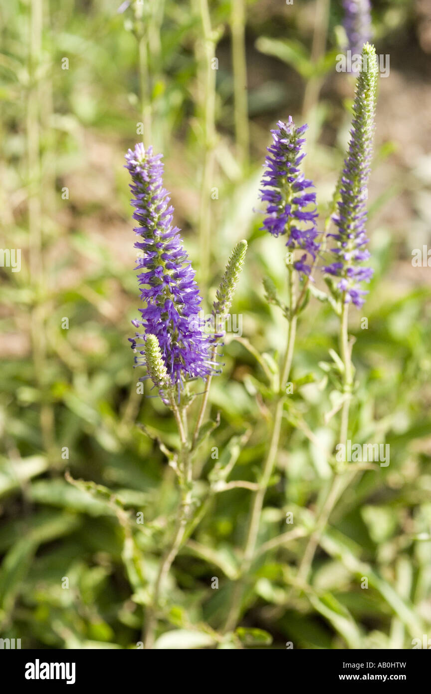 Blue spring flowers of spike speedwell - Scrophulariaceae - Veronica ...