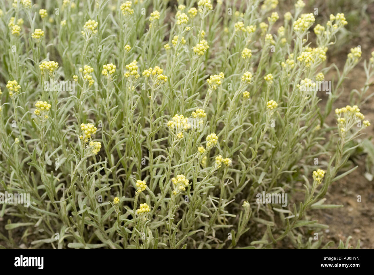 Yellow spring flowers of everlasting flower, yellow everlasting ...