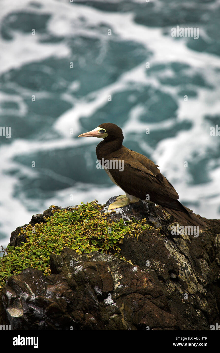 Brown Booby, Sula Leucogaster Stock Photo - Alamy