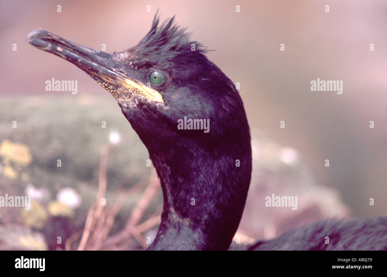 Shag head detail nesting on Staple Island Stock Photo - Alamy