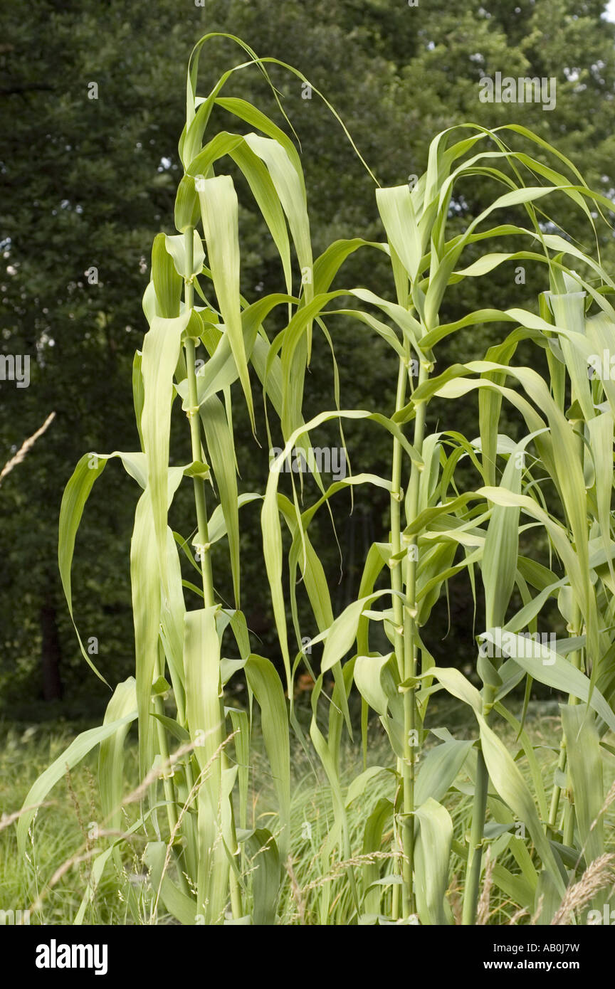 giant reed - Poaceae - Arundo donax Stock Photo - Alamy