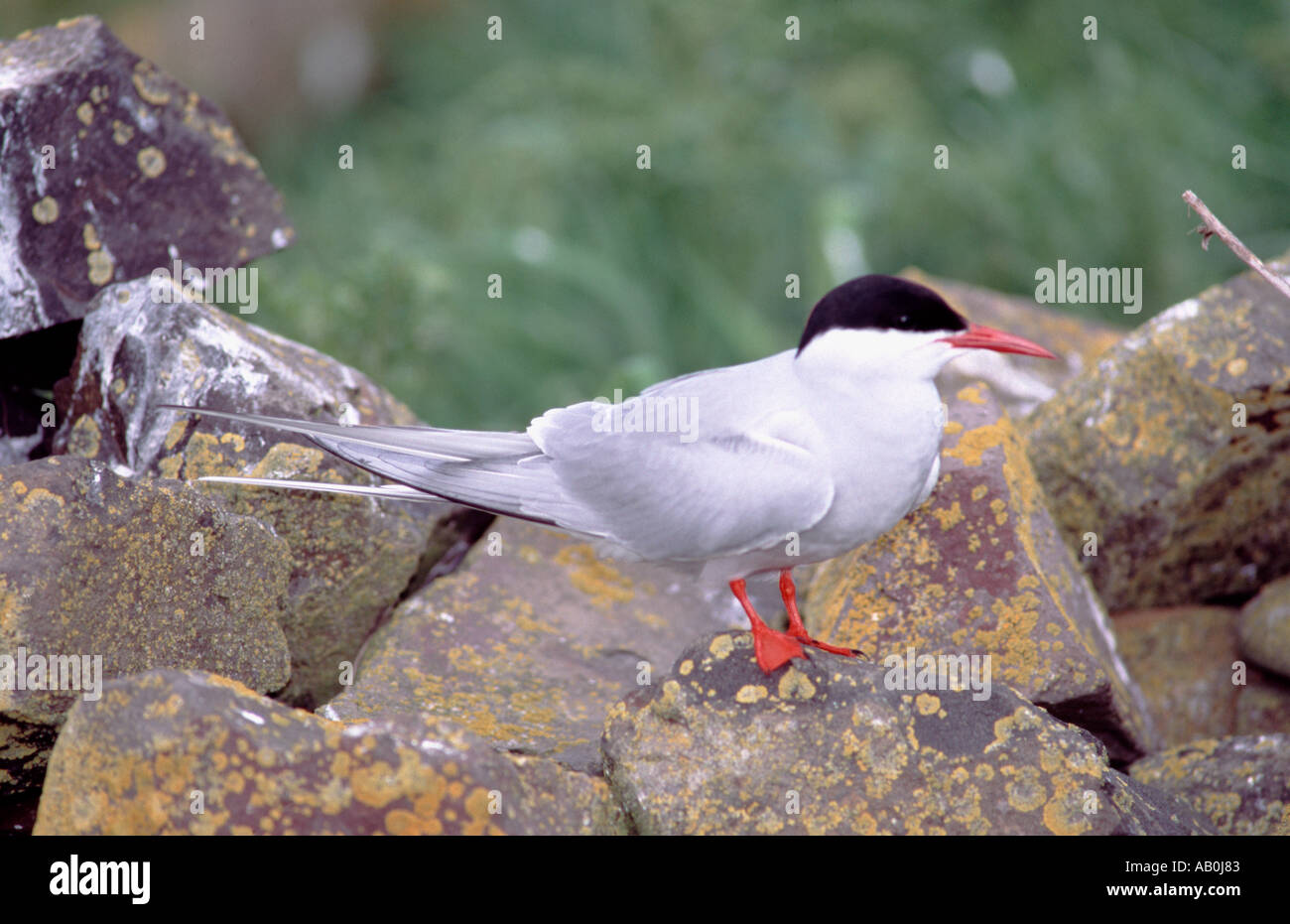 Arctic Tern stading on wall Stock Photo - Alamy