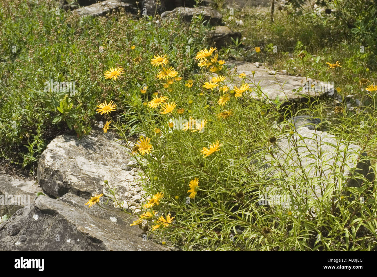 Yellow flowers of sunwheel, yellow ox-eye - Buphthalmum salicifolium ...