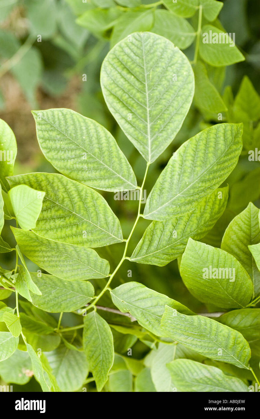 Kentucky Yellowwood High Resolution Stock Photography and Images - Alamy