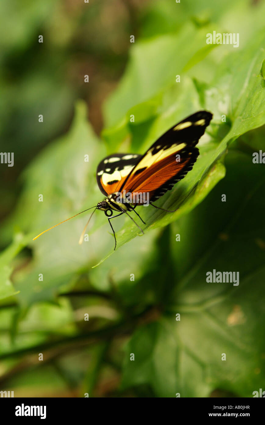 Butterfly HELICONIUS ISMENIUS or Ismenius Tiger or Tiger Heliconian, in ...