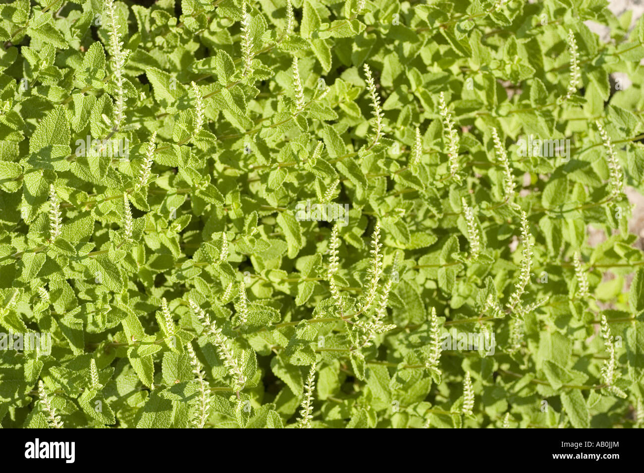 Green plant of woodland germander - Teucrium scorodonia Stock Photo - Alamy