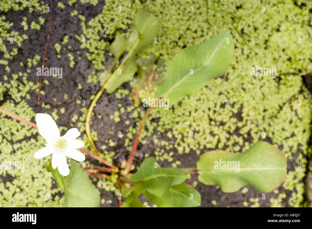 White water flower of yerba mansa - Anemopsis Californica or ...