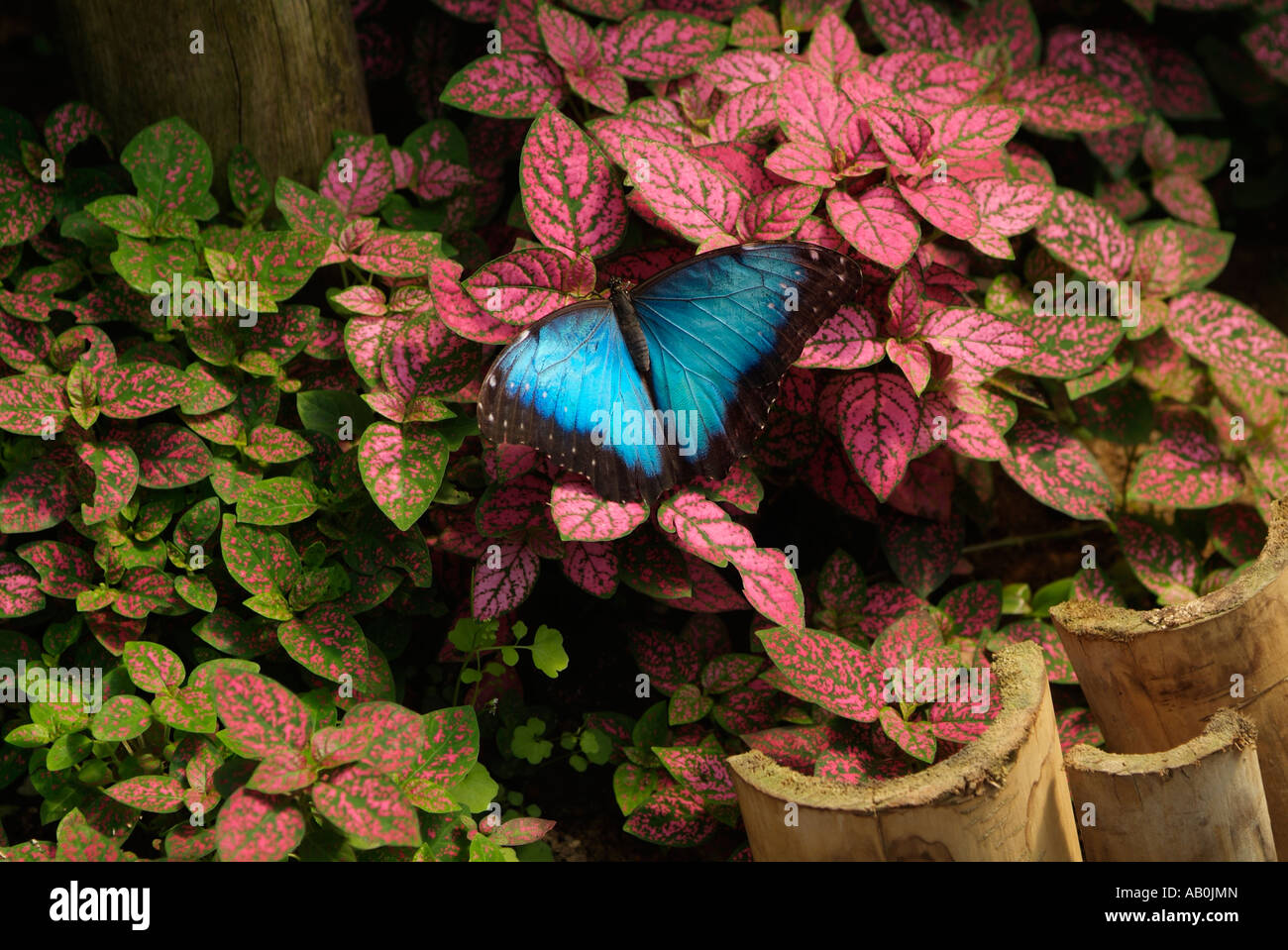 Morpho with wings spread hi-res stock photography and images - Alamy
