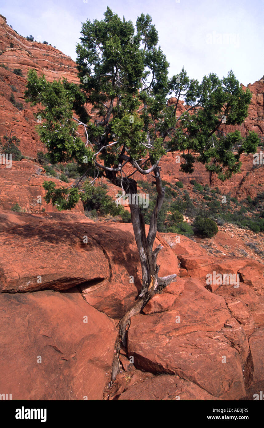 Twisted tree in red rocks at Sedona Arizona USA Stock Photo - Alamy