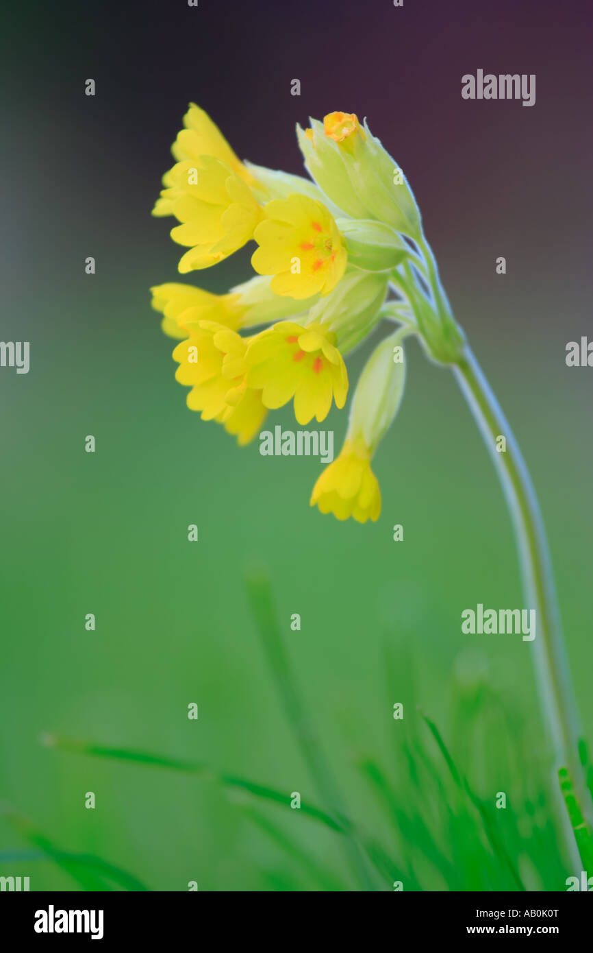 Cowslipyellow hi-res stock photography and images - Alamy