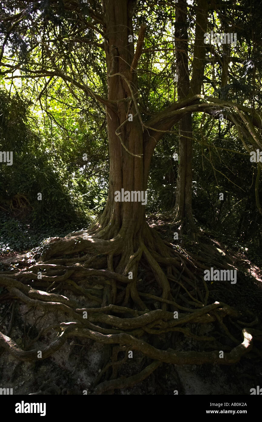 Old exposed tree roots in a UK forest Stock Photo - Alamy