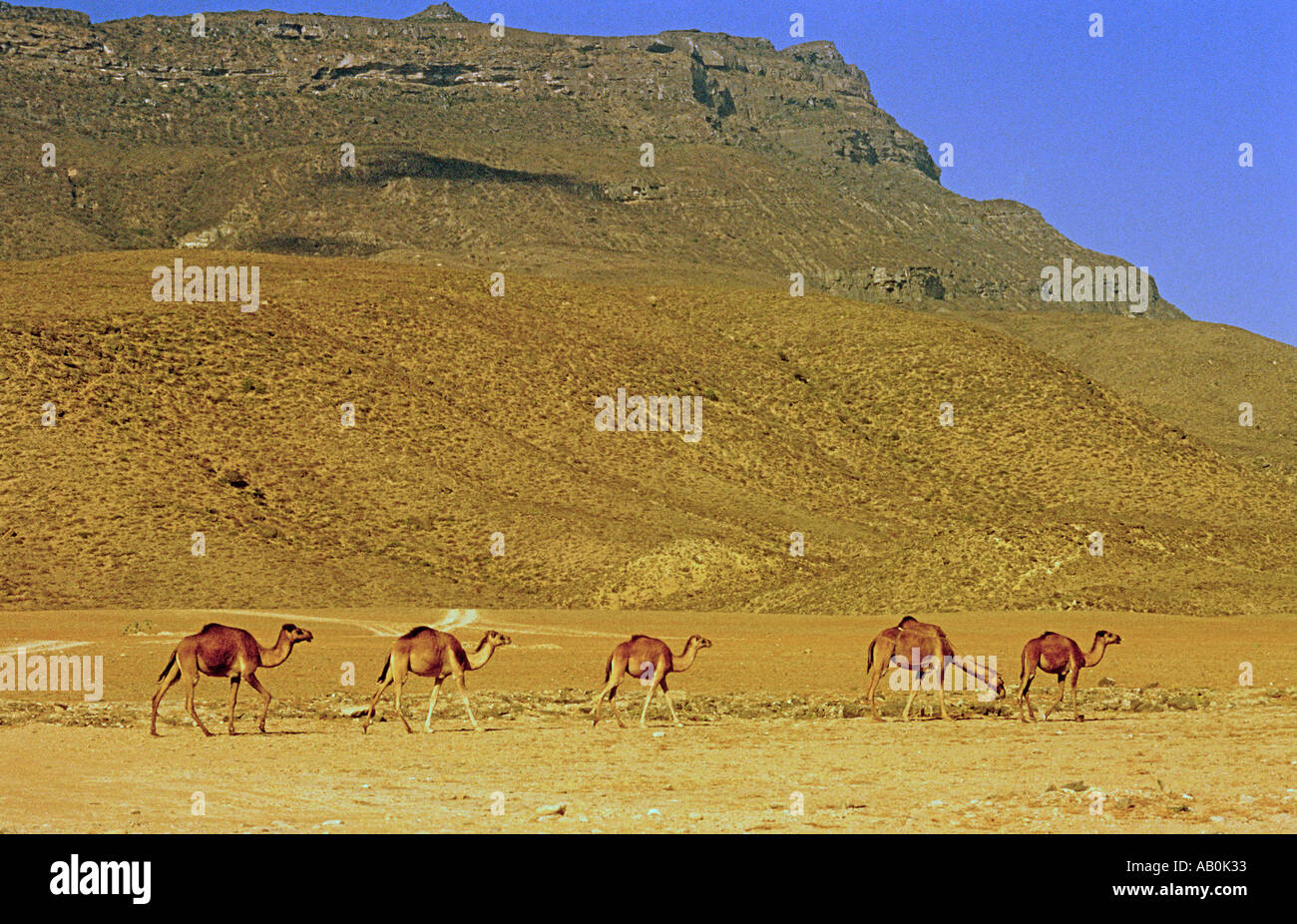 Five camels hi-res stock photography and images - Alamy