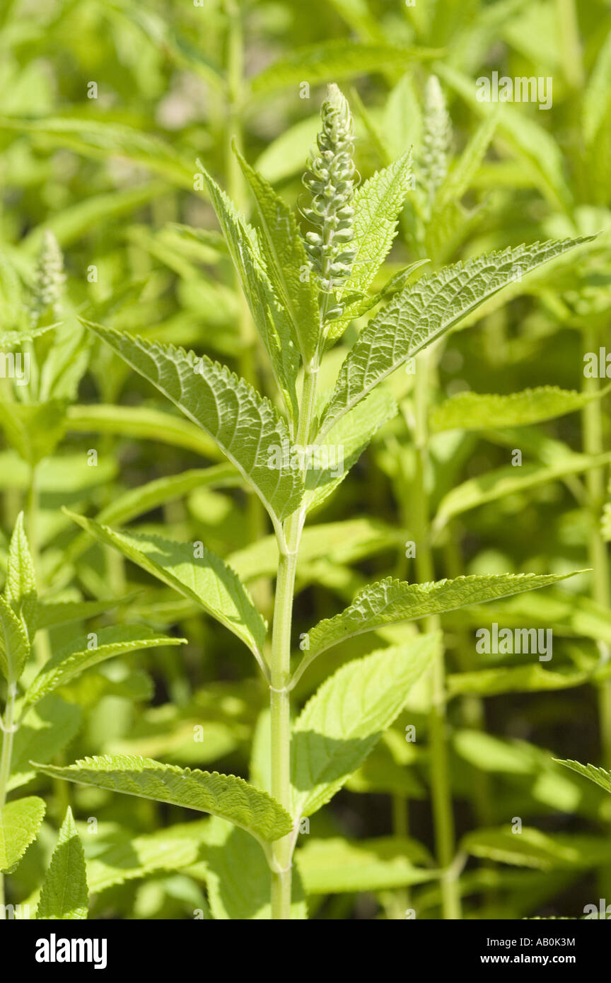 Green plant of Canada germander - Teucrium canadense Stock Photo - Alamy