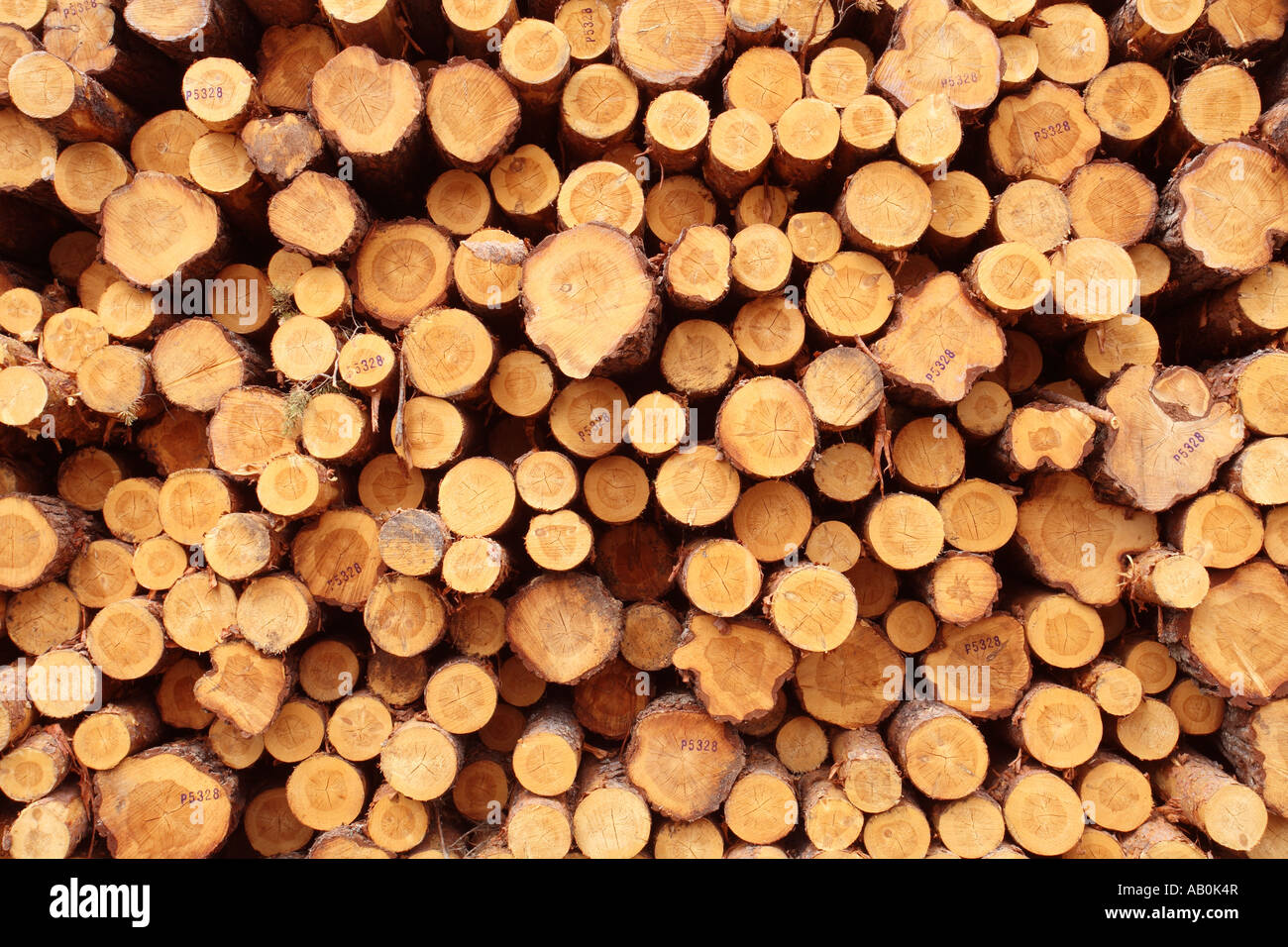 Freshly cut logs Stock Photo - Alamy