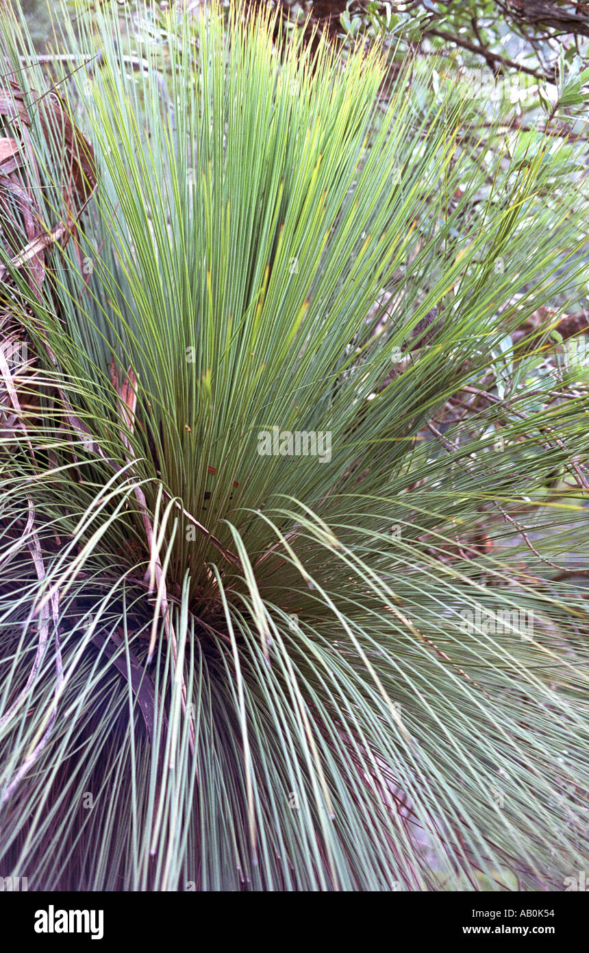 Grass Tree Xanthorrhoea australis Blue Mountains near Sydney Australia ...